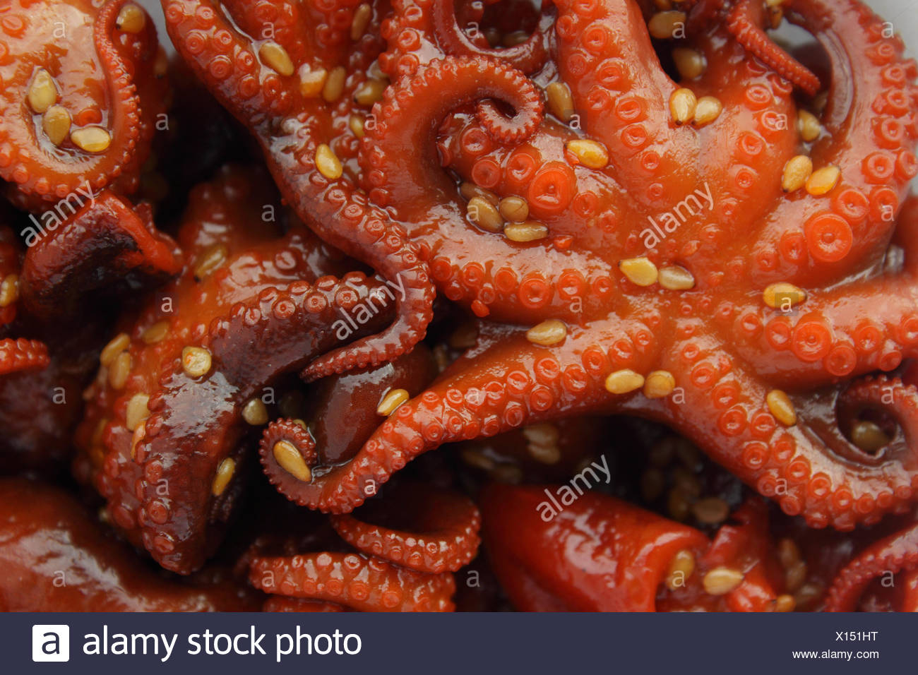 Baby Octopuses High Resolution Stock Photography and Images - Alamy