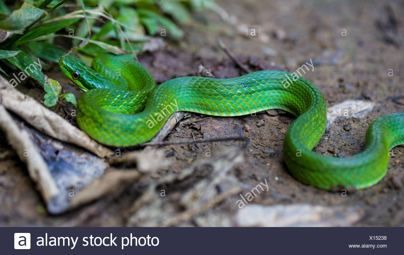 Slithers Stock Photos & Slithers Stock Images - Alamy