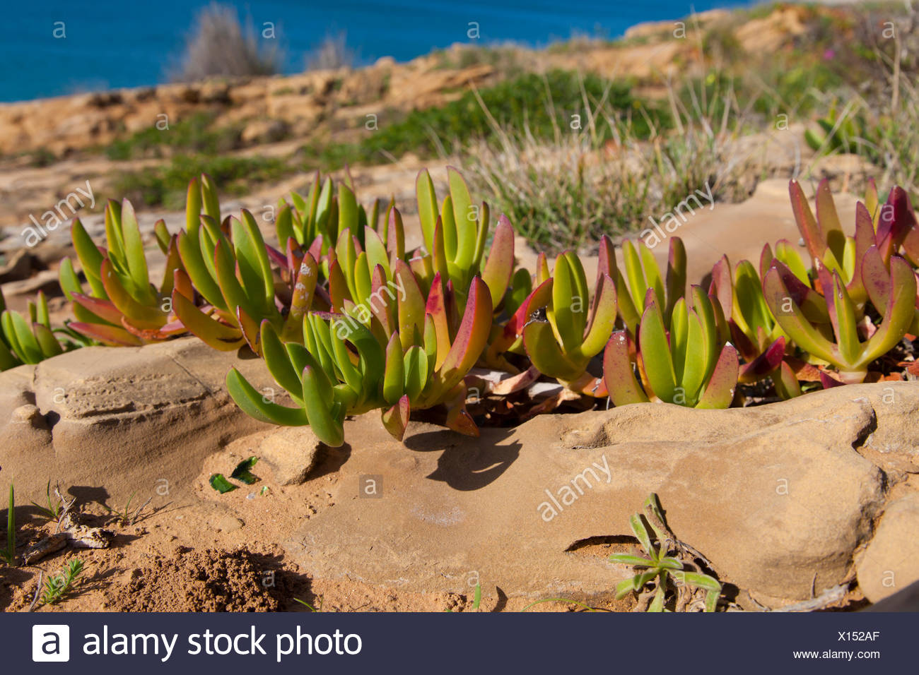 100 Pflanzen Portugal | Sandra Beich