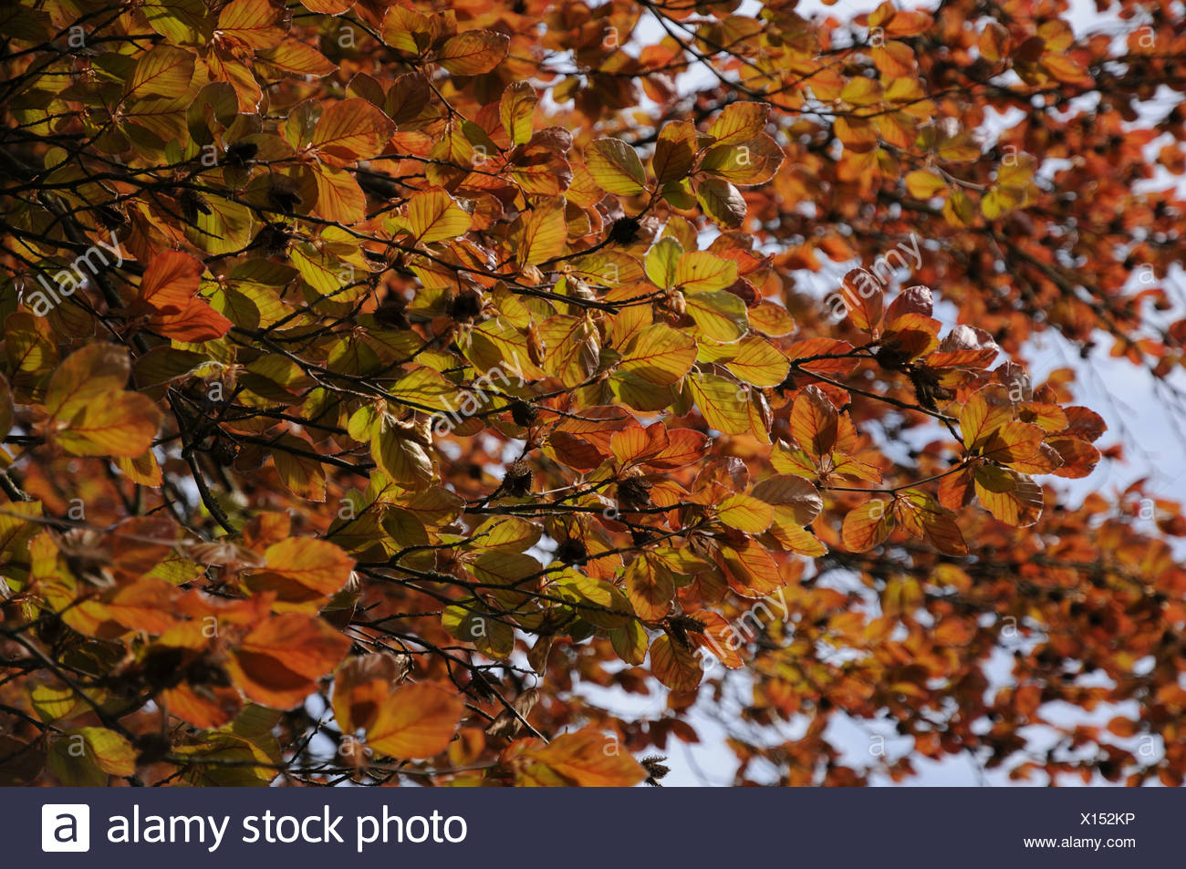 Purple Beech Tree Stock Photos & Purple Beech Tree Stock Images - Alamy