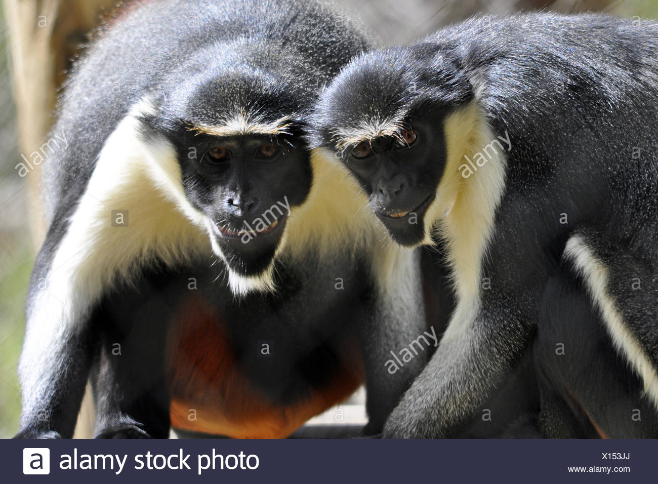 Smiling Monkey High Resolution Stock Photography and Images - Alamy