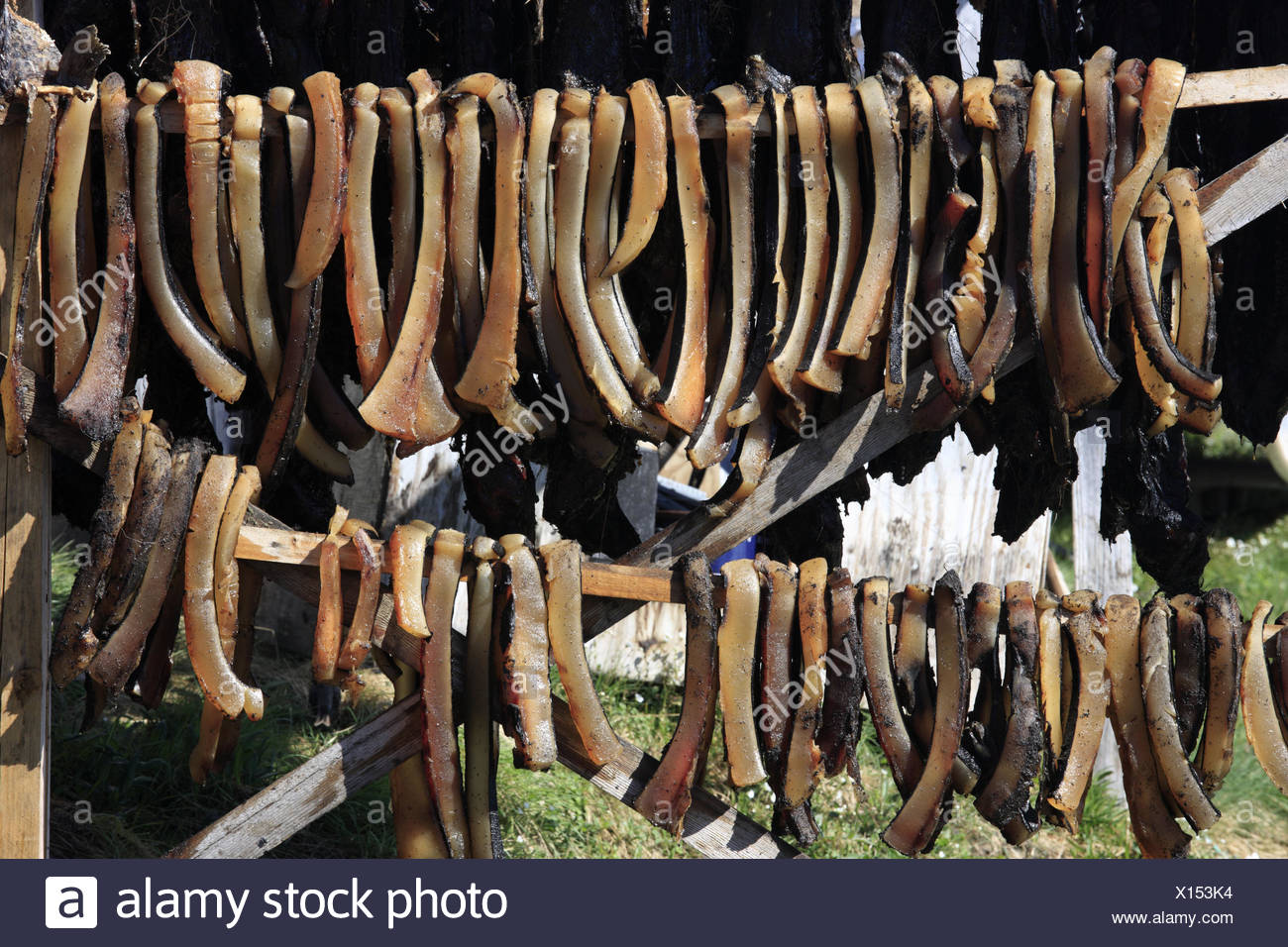 Whale Blubber High Resolution Stock Photography and Images - Alamy