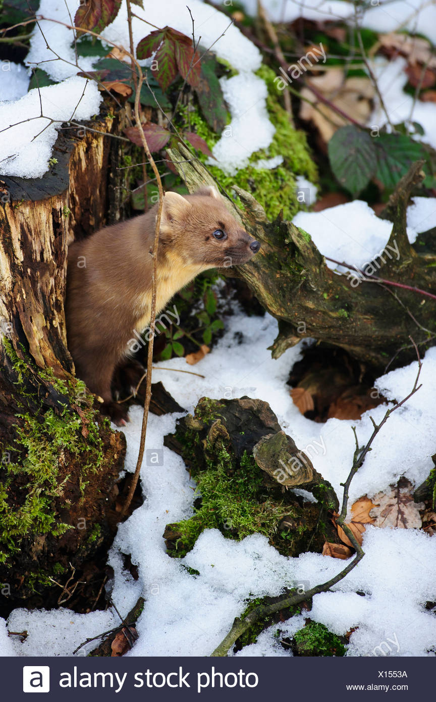 European Pine Marten Stock Photos & European Pine Marten Stock Images ...