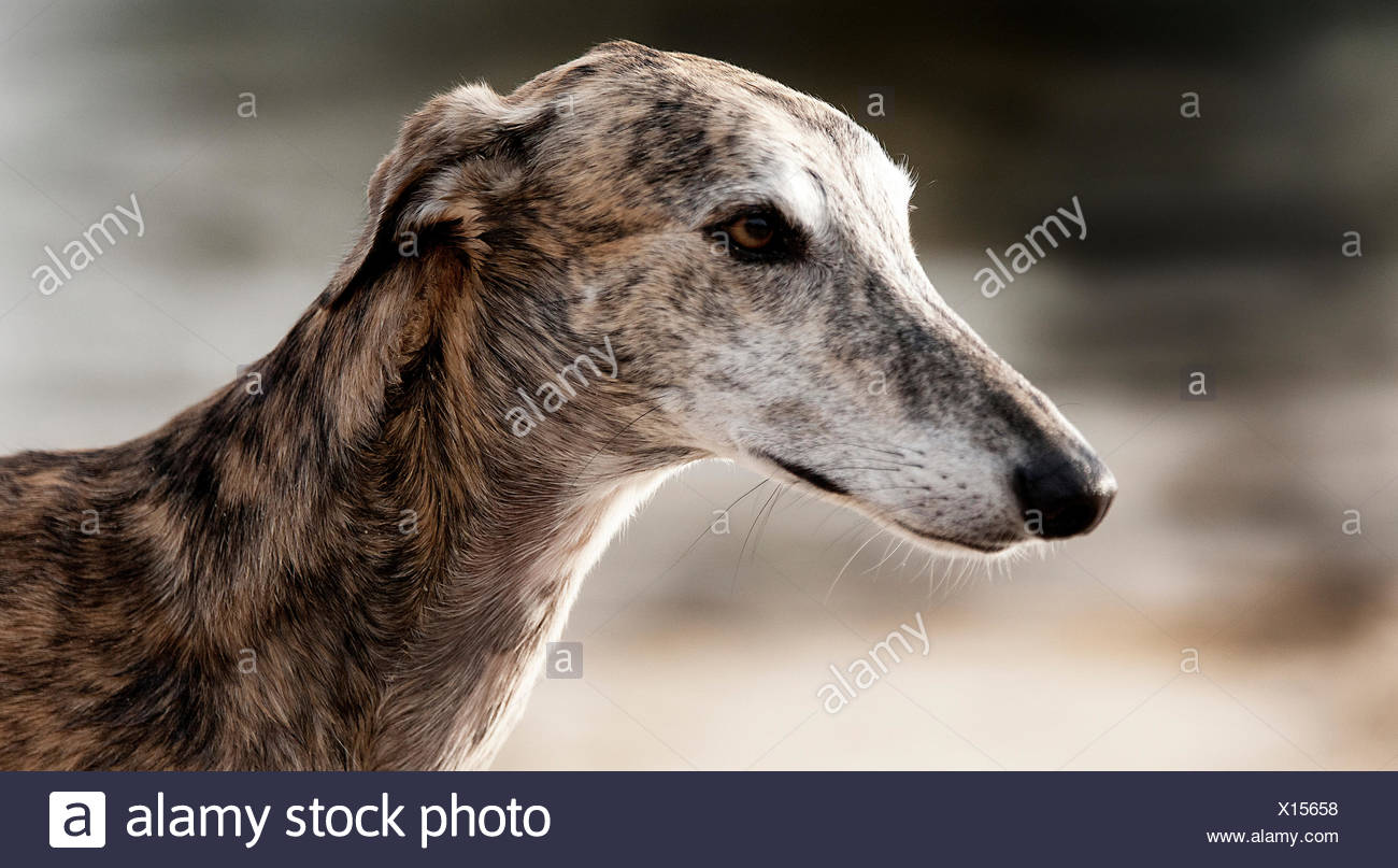 Brindle Greyhound High Resolution Stock Photography and Images - Alamy