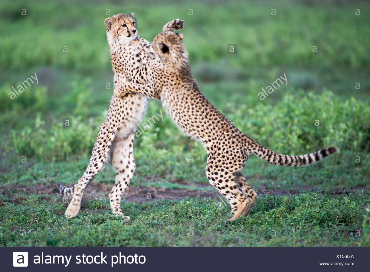 Cheetah Cub Playing High Resolution Stock Photography and Images - Alamy