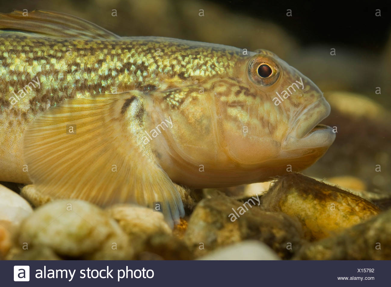 Round Goby High Resolution Stock Photography and Images - Alamy