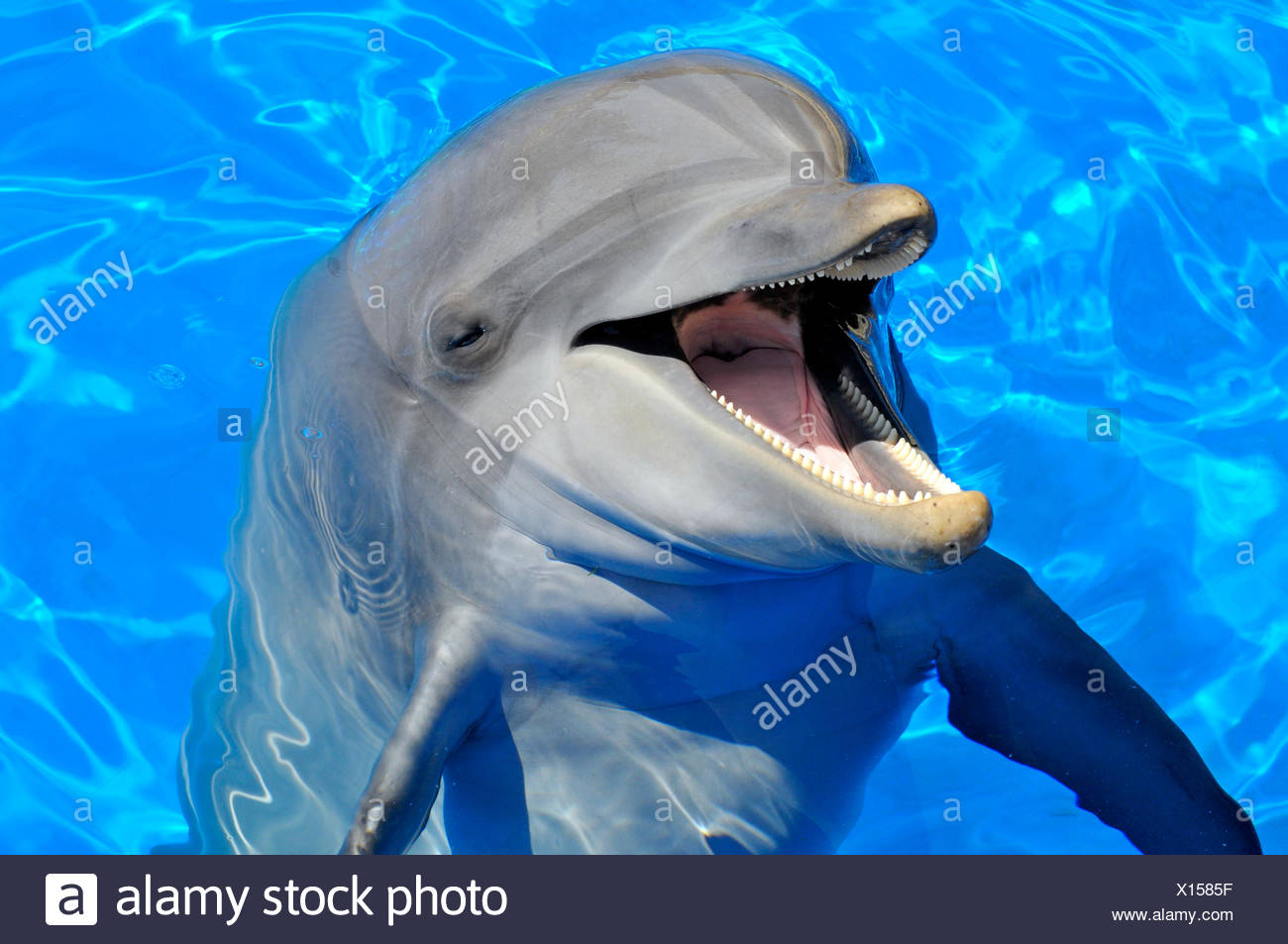 Navy Dolphin Stock Photos & Navy Dolphin Stock Images - Alamy