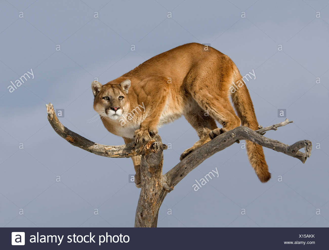 Lion And Tree High Resolution Stock Photography and Images - Alamy