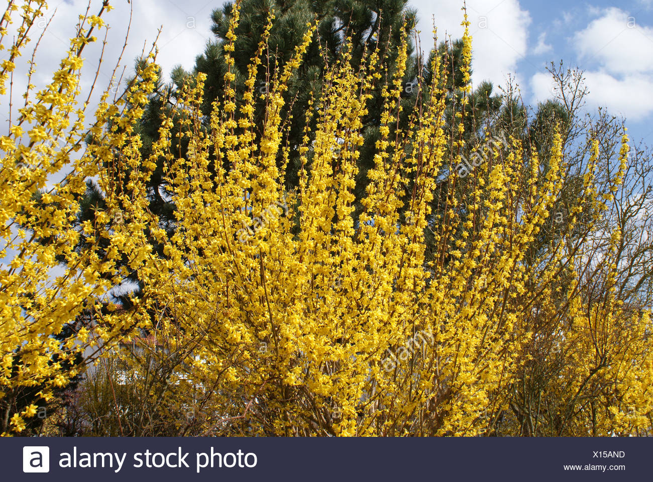 Forsythia Stock Photos & Forsythia Stock Images - Alamy