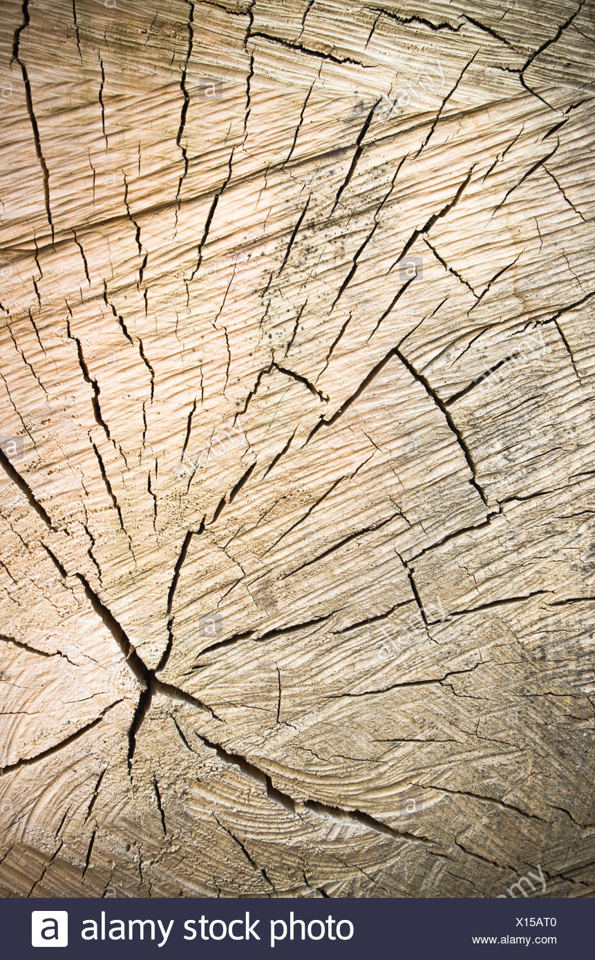 Transverse Section Plant High Resolution Stock Photography and Images ...