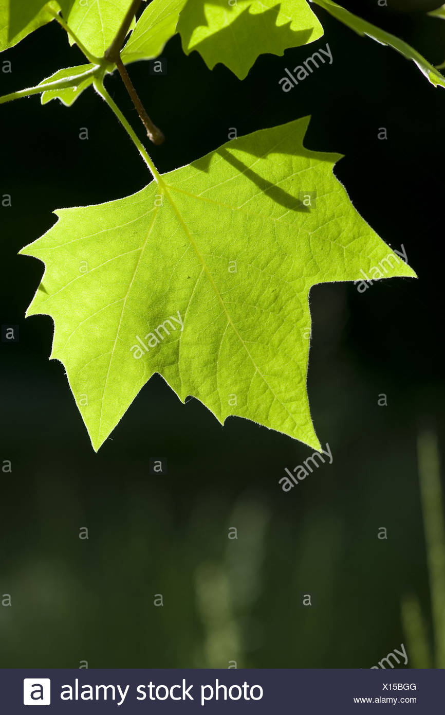 London Plane Tree Leaf Stock Photos & London Plane Tree Leaf Stock ...