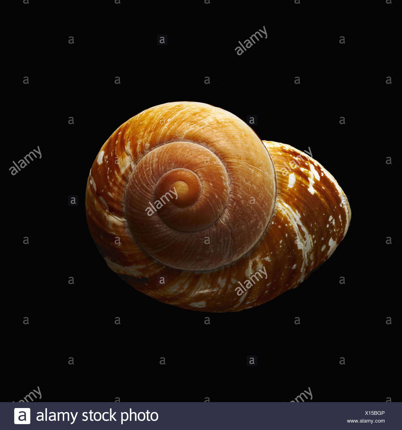 Body Shell Stock Photos & Body Shell Stock Images - Alamy