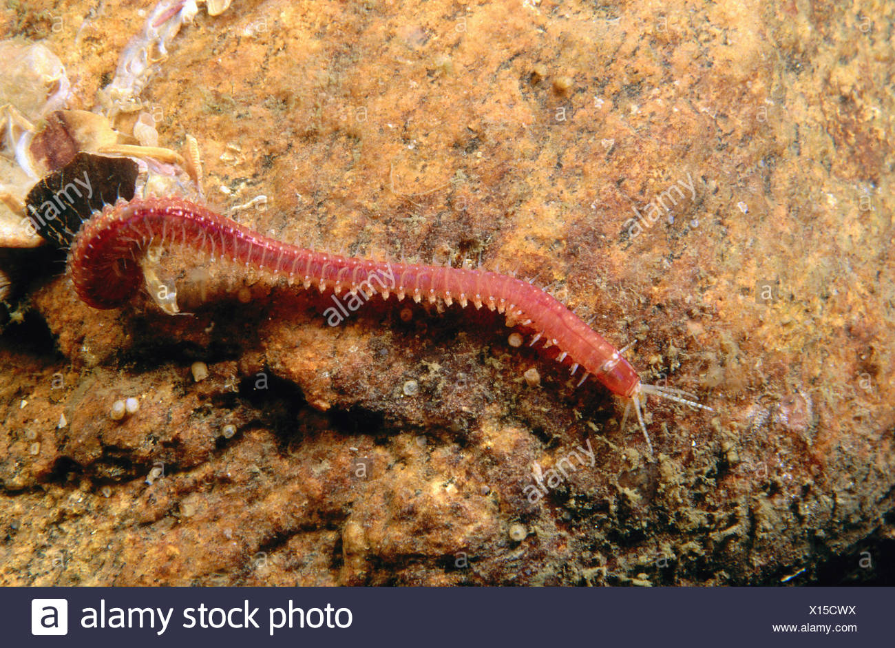 Eunicidae High Resolution Stock Photography and Images - Alamy