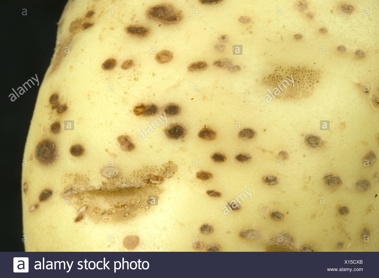 Potato Skin Damage High Resolution Stock Photography and Images - Alamy
