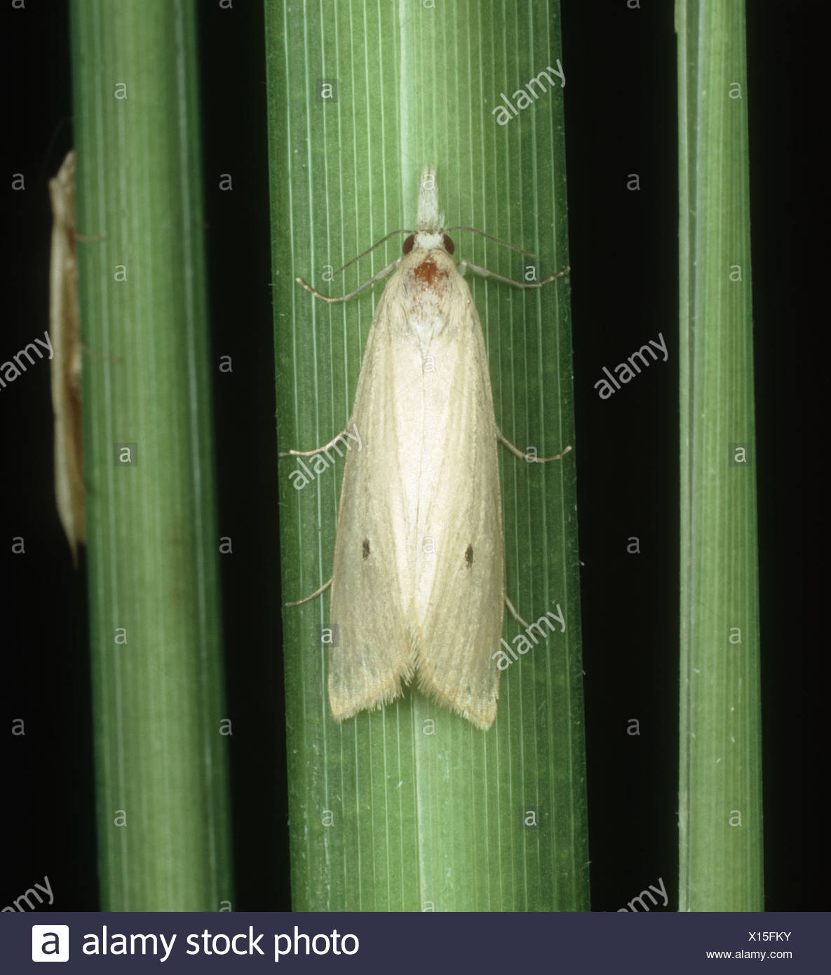 Stem Borer High Resolution Stock Photography and Images - Alamy