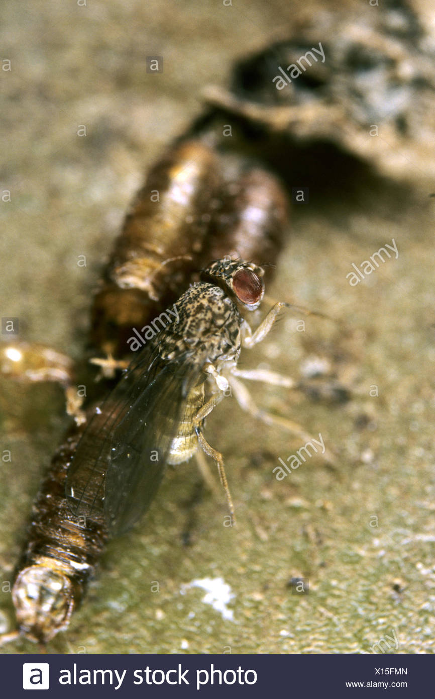 Fruit Fly Pupae High Resolution Stock Photography and Images - Alamy