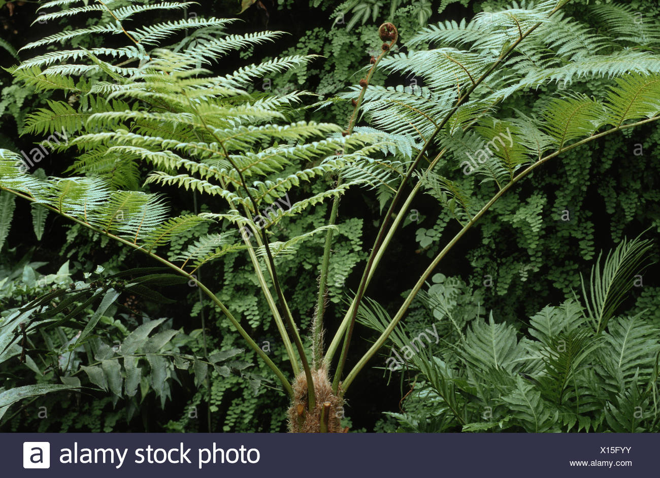 Australian Jungle Leaves High Resolution Stock Photography and Images ...