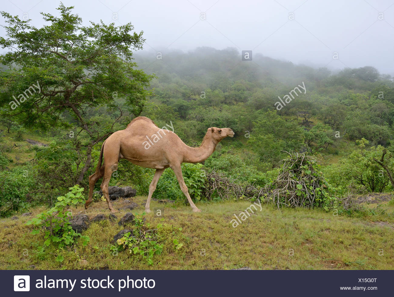Salalah City High Resolution Stock Photography and Images - Alamy