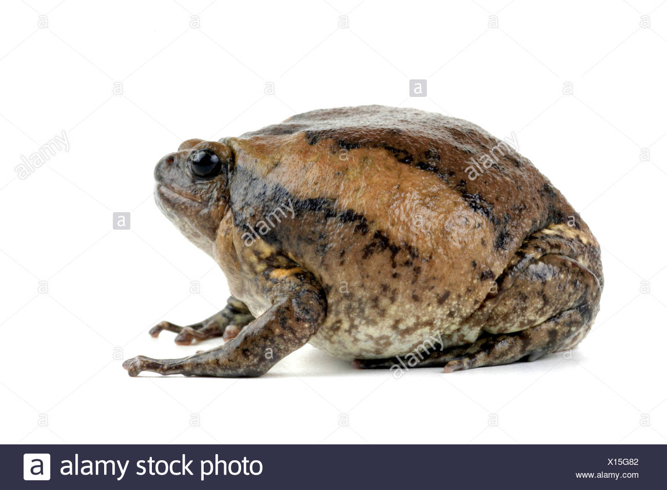 Chubby Frogs High Resolution Stock Photography and Images - Alamy