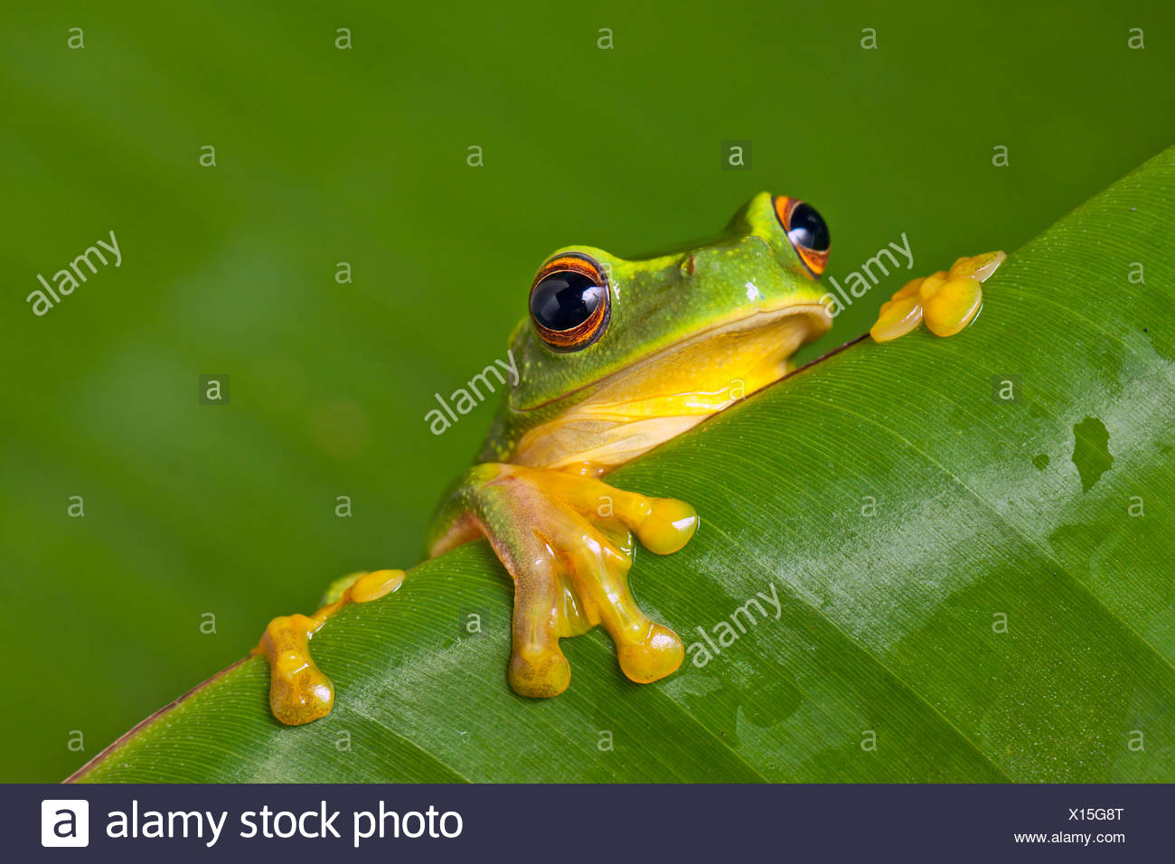 Orange Tree Frog Stock Photos & Orange Tree Frog Stock Images - Alamy