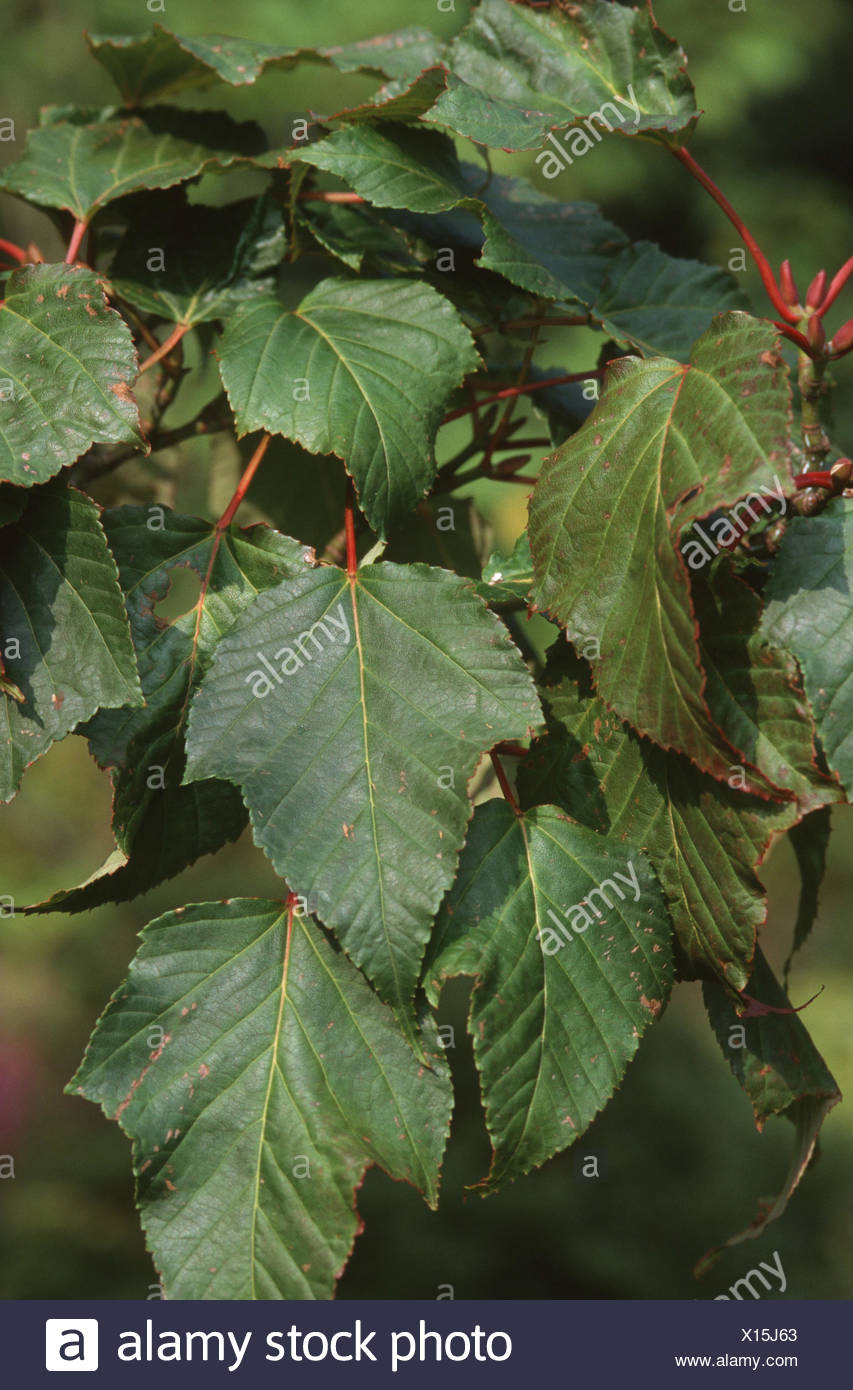 Snake Bark Maple Tree High Resolution Stock Photography and Images - Alamy