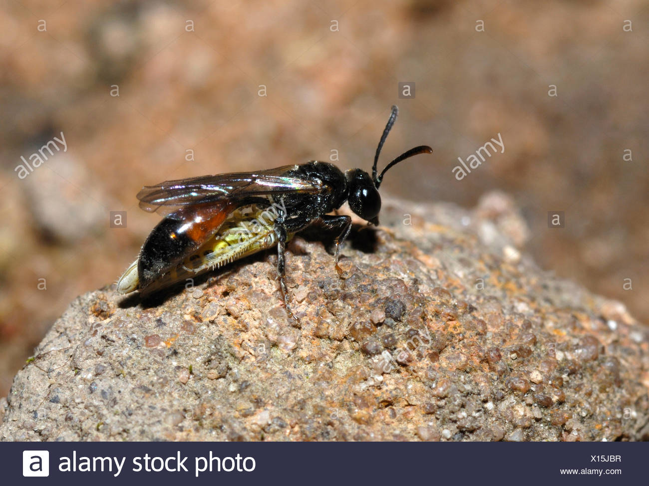 Solitary Wasp Stock Photos & Solitary Wasp Stock Images - Alamy