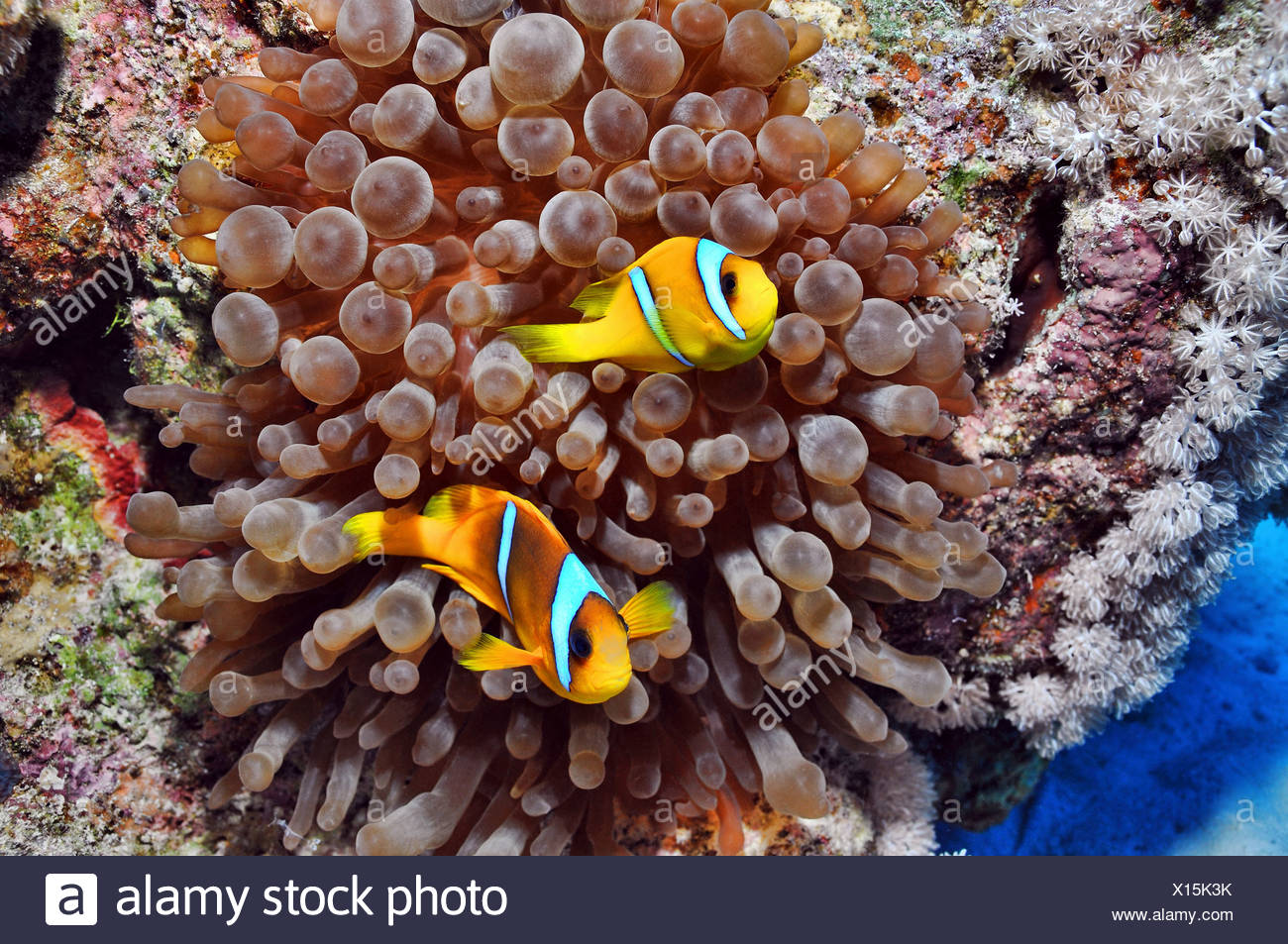 Anemone Underwater Stock Photos & Anemone Underwater Stock Images - Alamy
