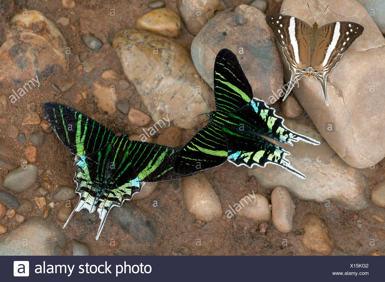 Uraniidae Stock Photos & Uraniidae Stock Images - Alamy