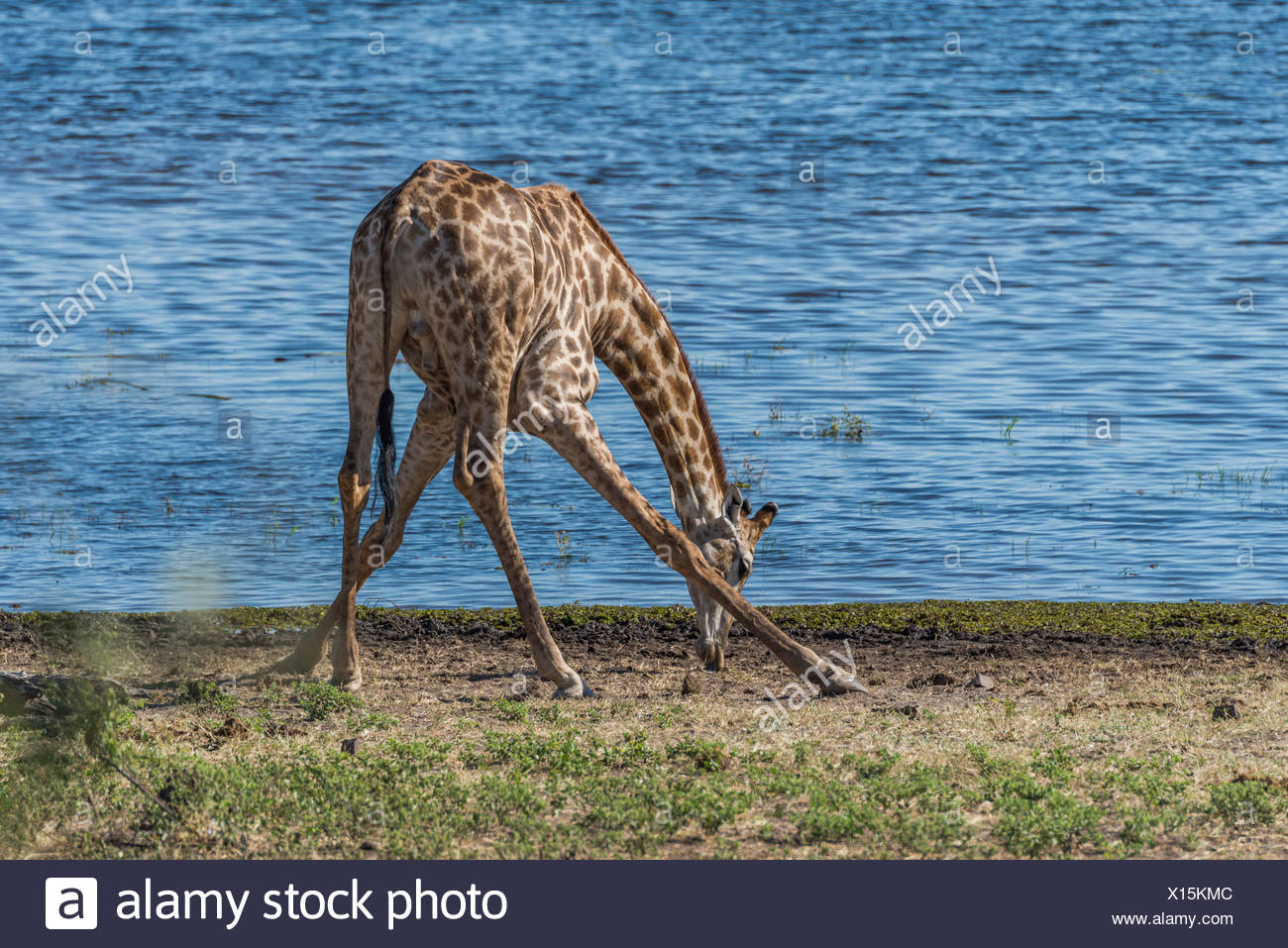 Giraffe Feet High Resolution Stock Photography and Images - Alamy