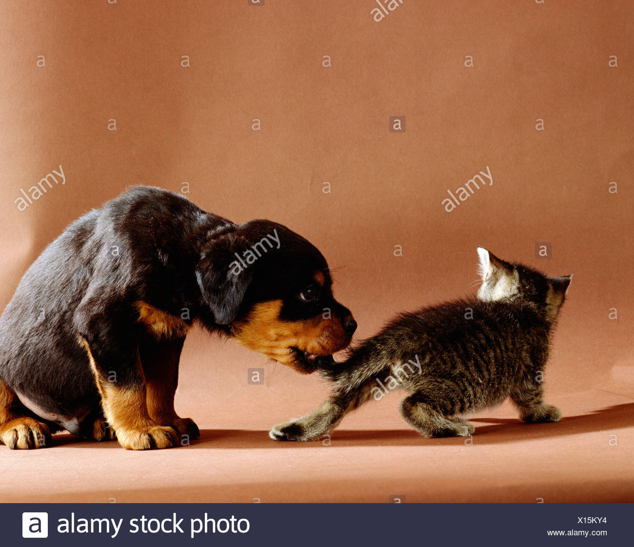 Rottweiler Puppy And Kitten High Resolution Stock Photography and ...