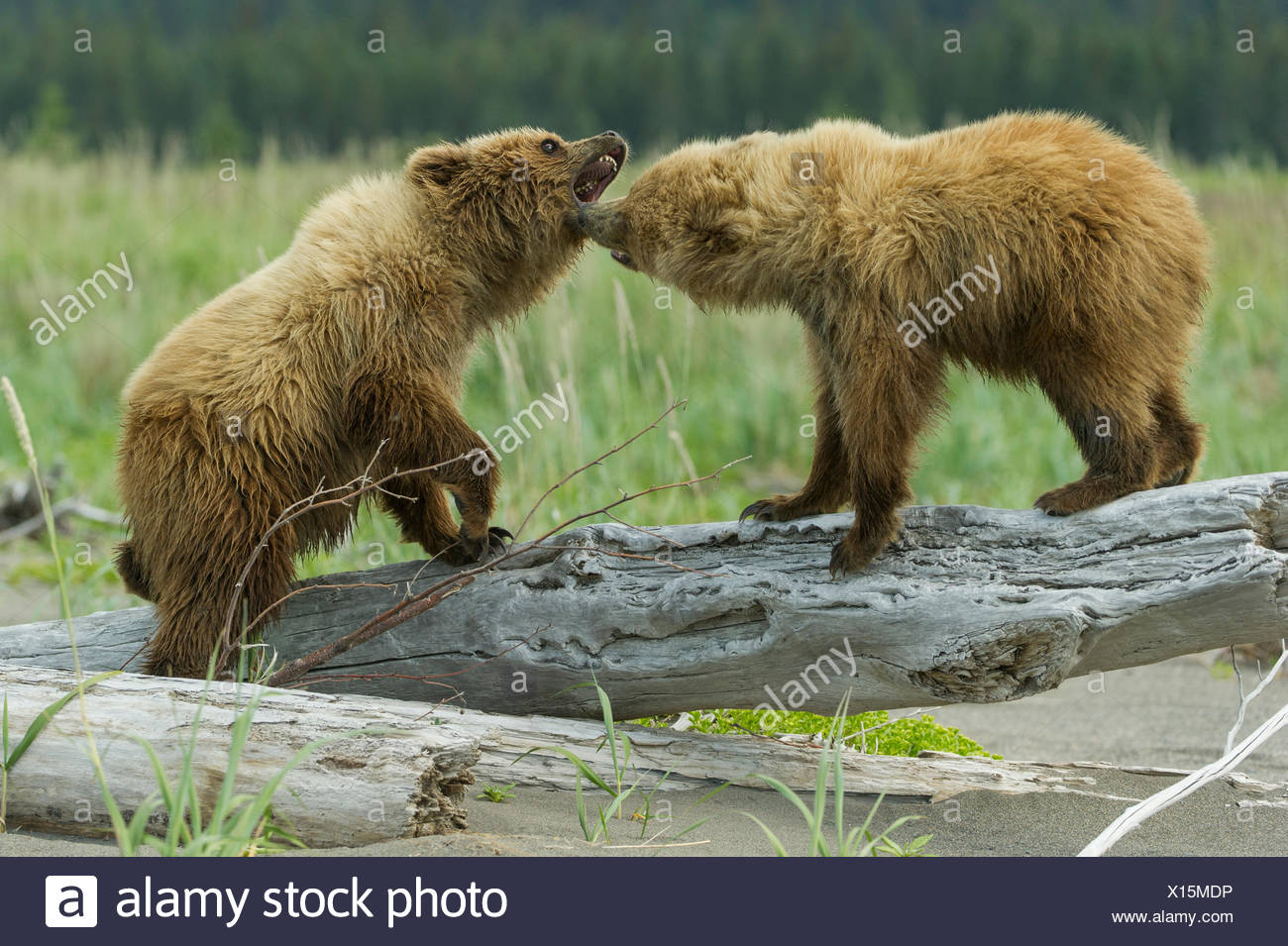 Bear Teeth Stock Photos & Bear Teeth Stock Images - Alamy