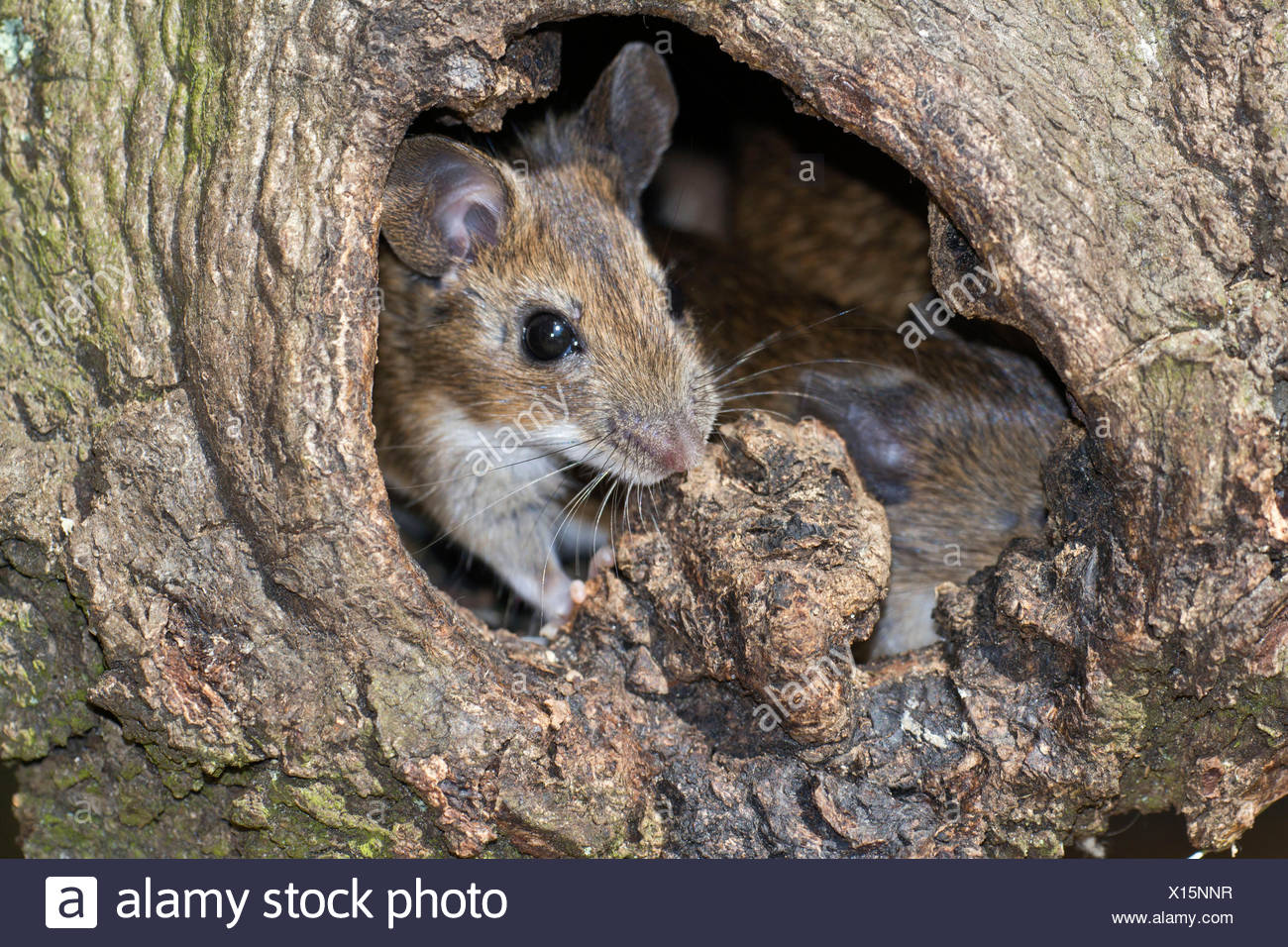 Tree Mouse Stock Photos & Tree Mouse Stock Images - Alamy