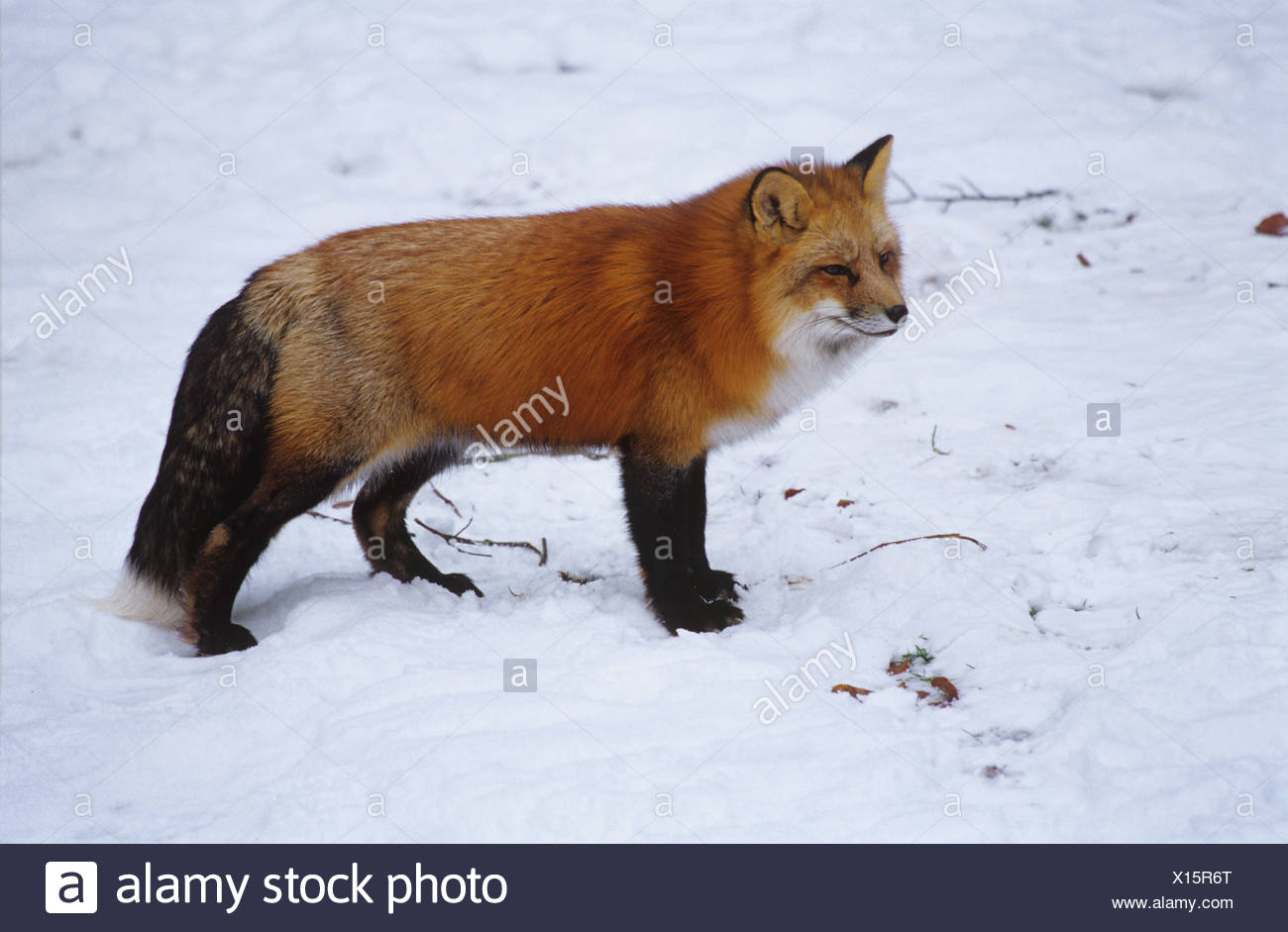 Fox Standing High Resolution Stock Photography and Images - Alamy