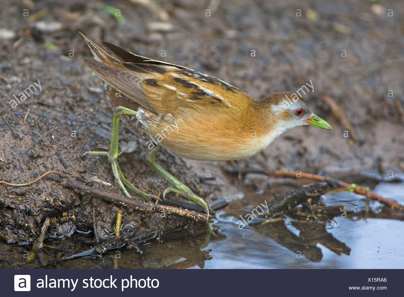 Porzana Parva High Resolution Stock Photography and Images - Alamy