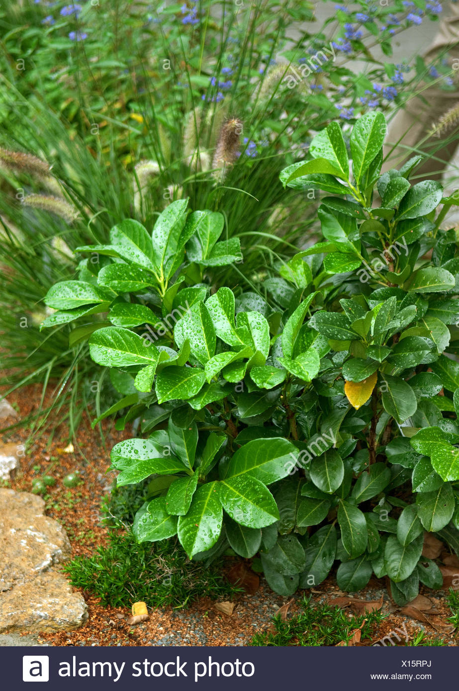 Cherry Laurel Plants High Resolution Stock Photography and Images - Alamy