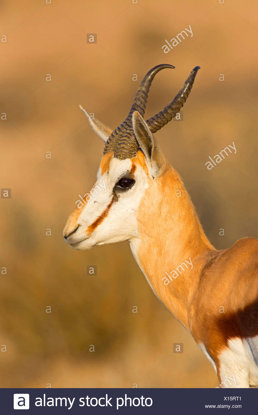Springbok Head High Resolution Stock Photography and Images - Alamy