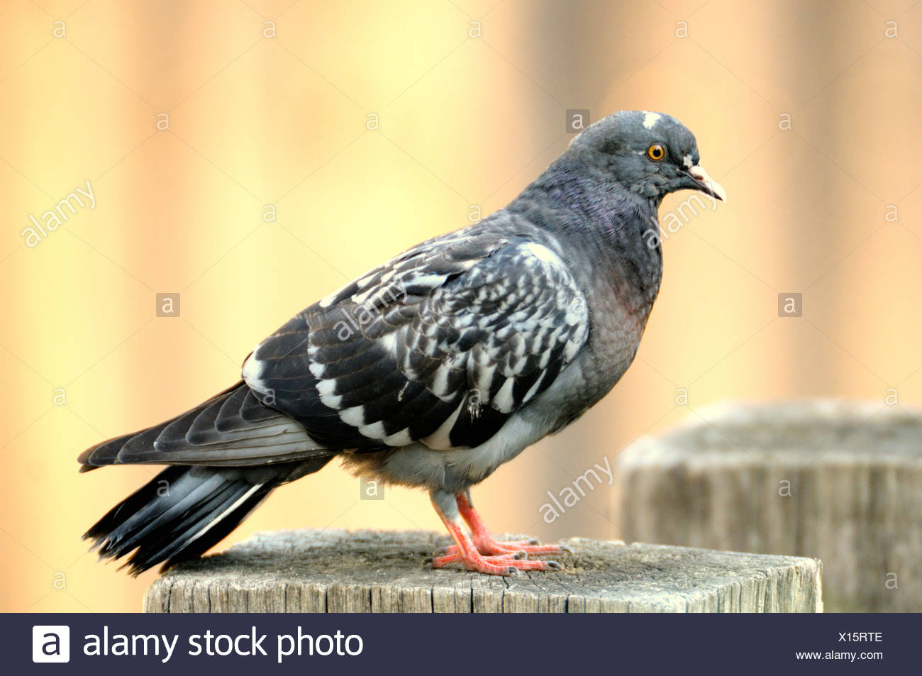 Full Body Pigeon High Resolution Stock Photography and Images - Alamy