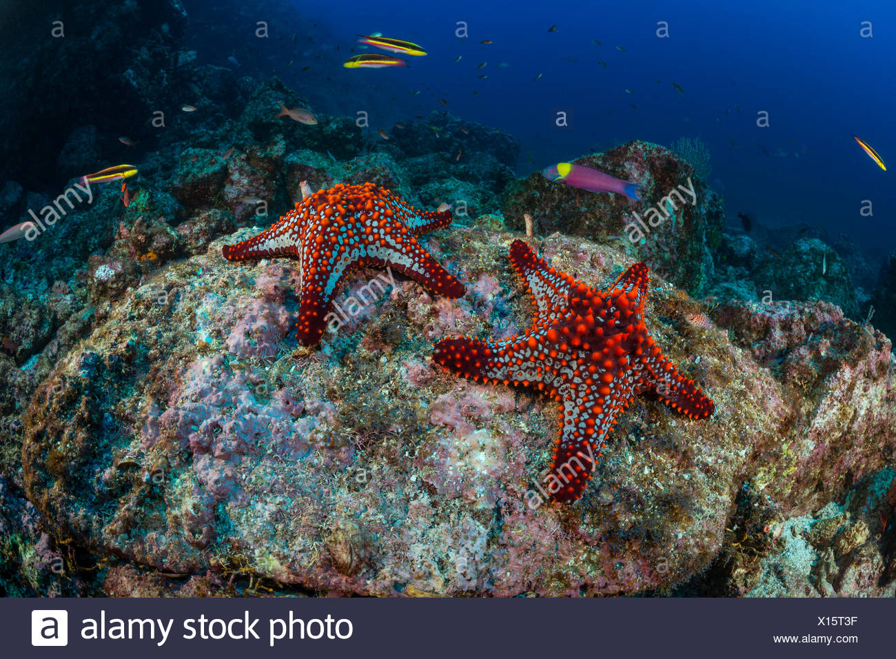 Star Ocean High Resolution Stock Photography and Images - Alamy