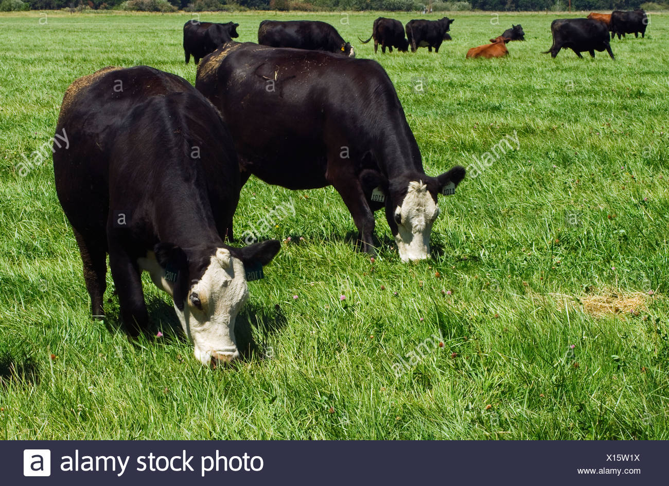 Grass Feed Cattle High Resolution Stock Photography and Images - Alamy