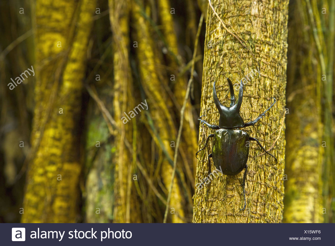 Three Horned Rhinoceros Beetle High Resolution Stock Photography and ...