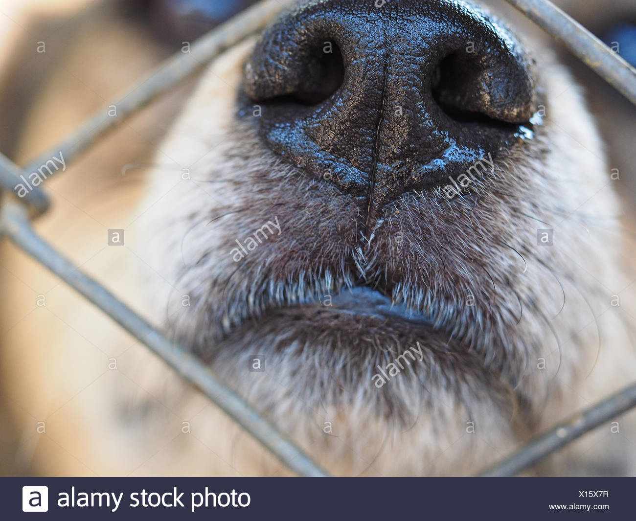 Animal Snout High Resolution Stock Photography and Images - Alamy