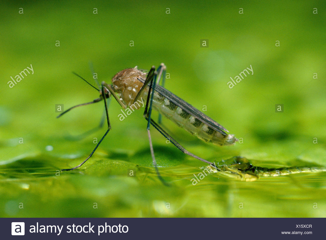 Life Cycle Of Mosquitoes High Resolution Stock Photography and Images ...