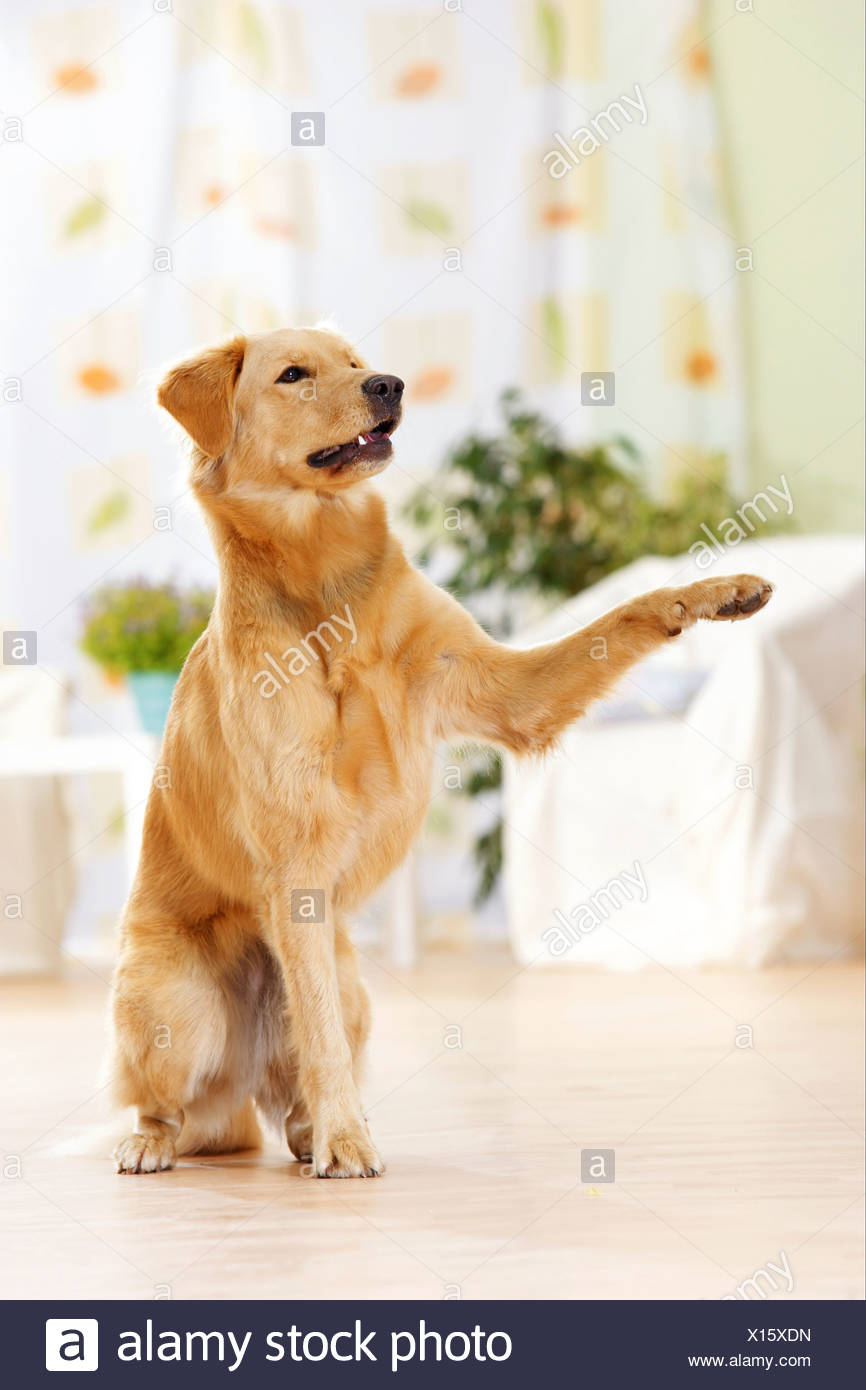 Lift The Paw High Resolution Stock Photography and Images - Alamy