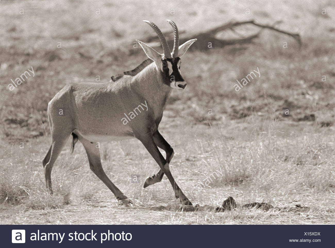 African Antelope With Curved Horns High Resolution Stock Photography ...
