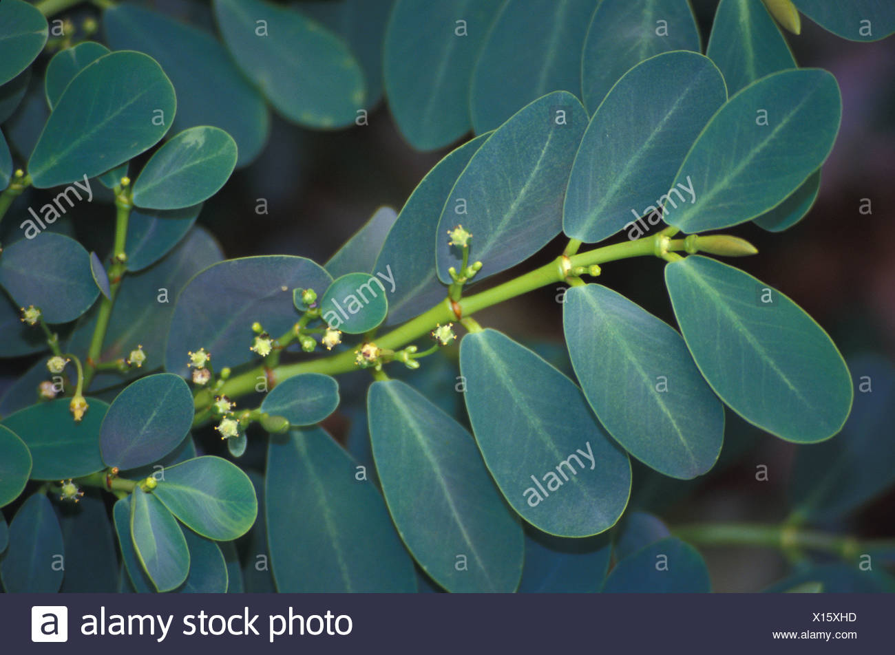 Milky Sap Stock Photos & Milky Sap Stock Images - Alamy