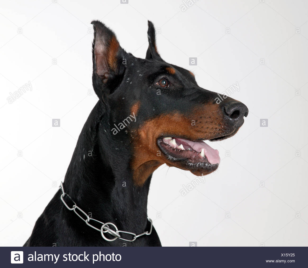 Watchdog High Resolution Stock Photography and Images - Alamy