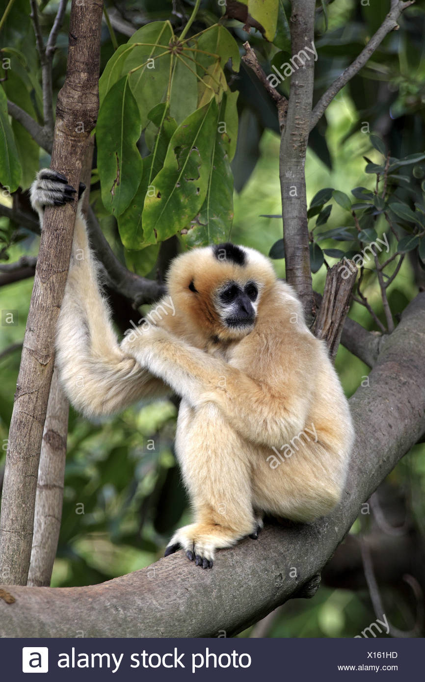 Nomascus Concolor High Resolution Stock Photography and Images - Alamy