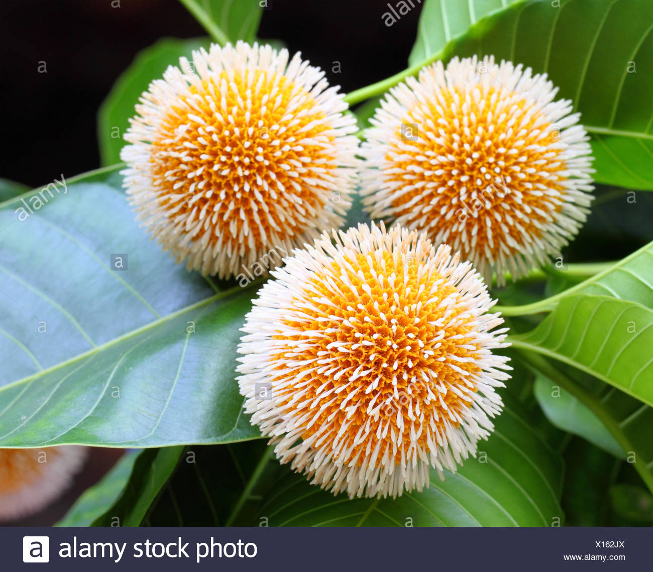 Anthocephalus Cadamba High Resolution Stock Photography and Images - Alamy