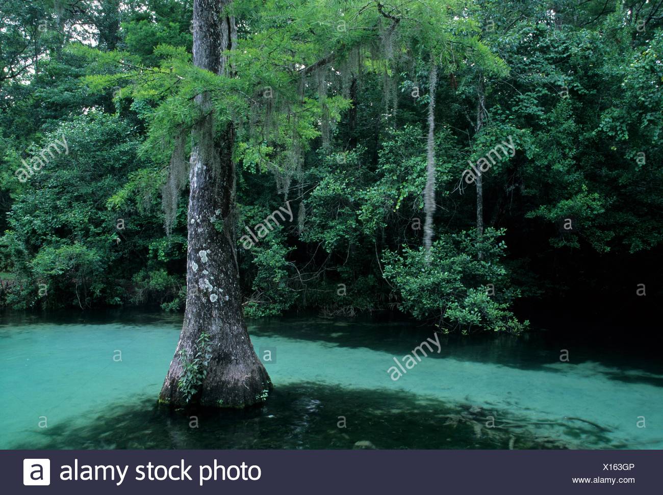 Ponce De Leon Springs State Park High Resolution Stock Photography and ...