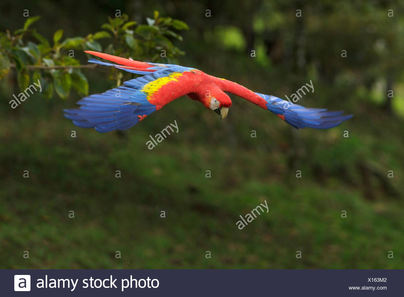 Scarlet Macaw Flying Stock Photos & Scarlet Macaw Flying Stock Images ...